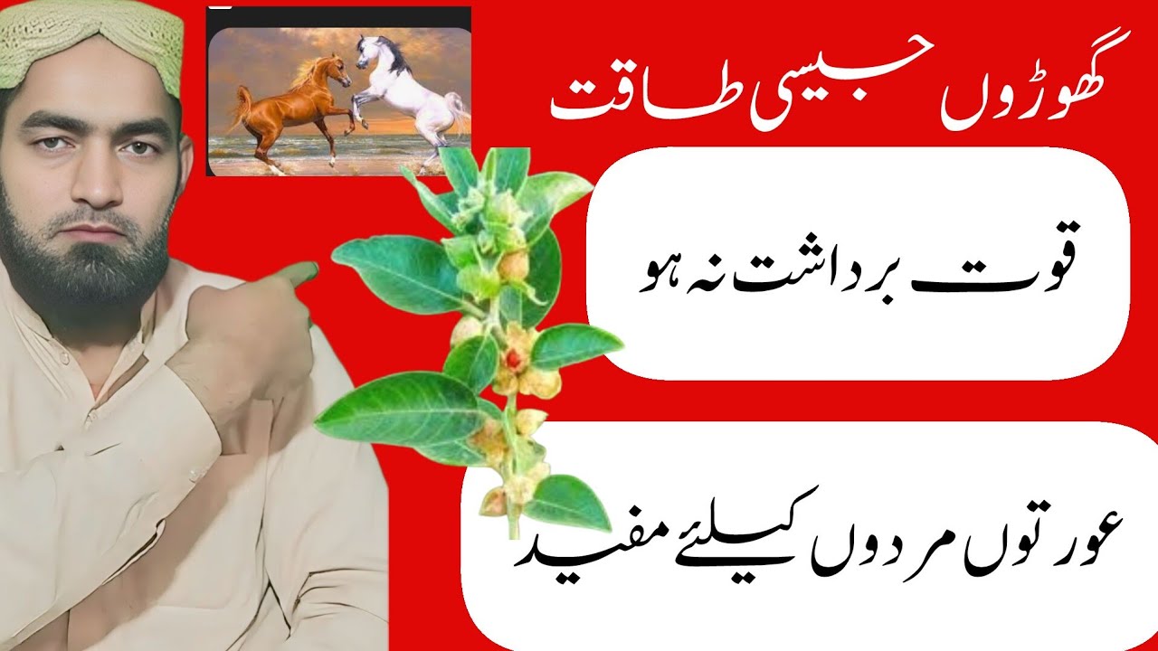 Horse Power Nuskha Asgand Nagori(Ashugandha) Benefits - YouTube