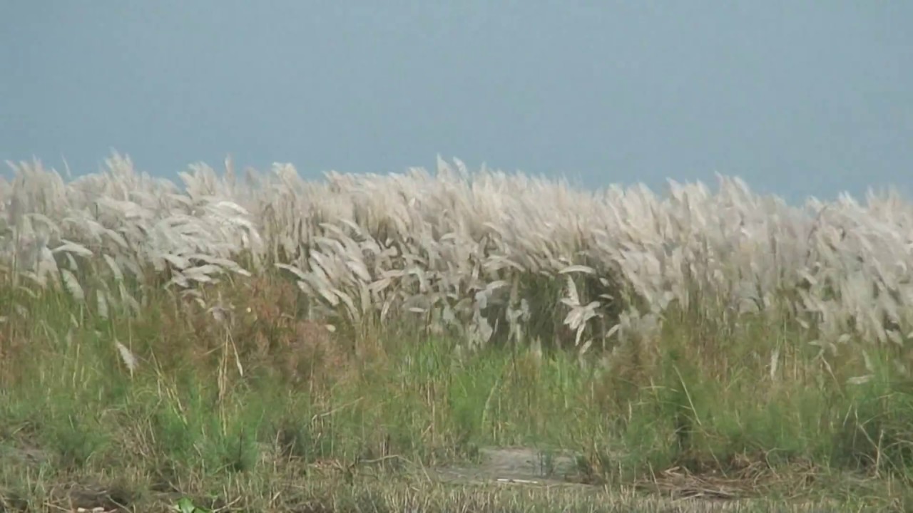 Naturel video padama rivers kasfull - YouTube