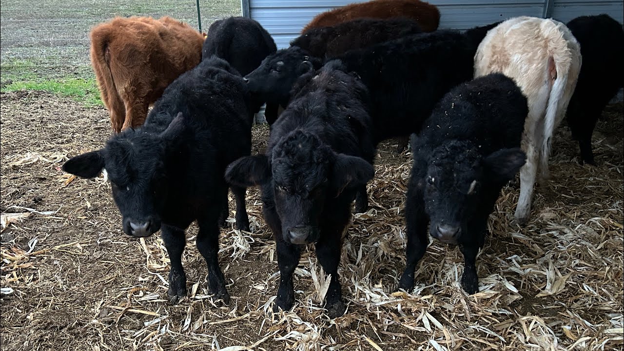 Annual Ryegrass Winter Forage Central Texas - YouTube