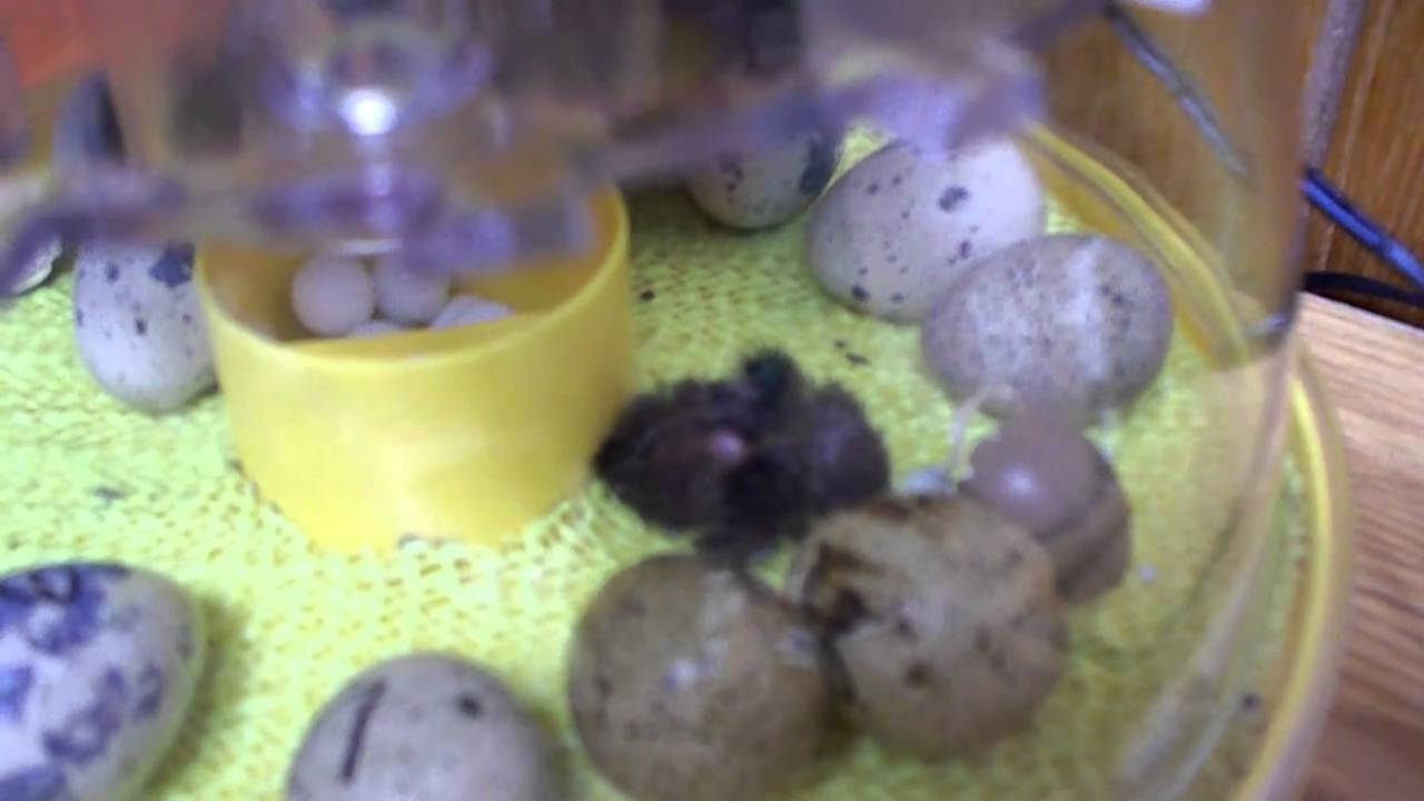 Chicks just hatched, Button Quail aka Chinese Painted Quail, Brinsea ...