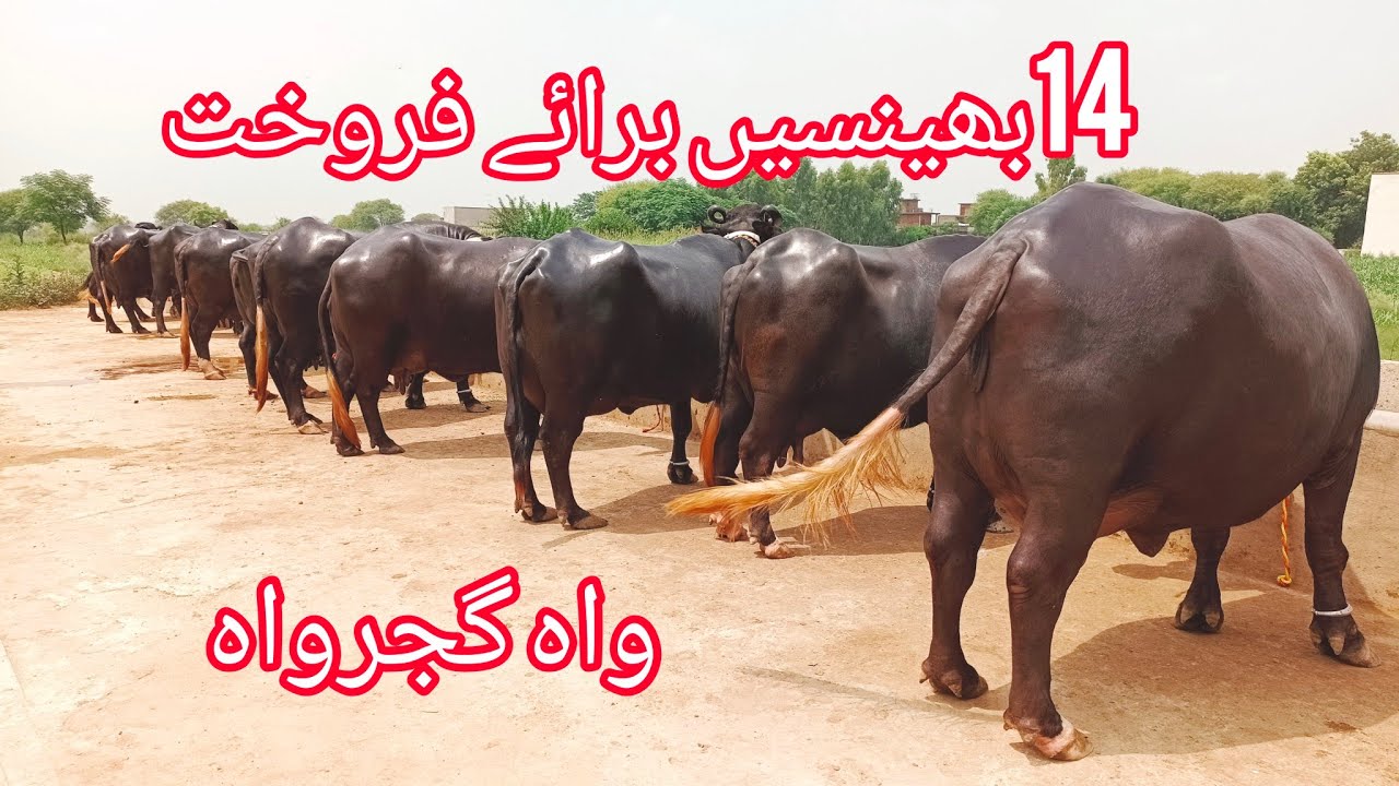 کالا گجر 14بھینسیں برائے فروخت apna surkyian channel kala gujjar - YouTube