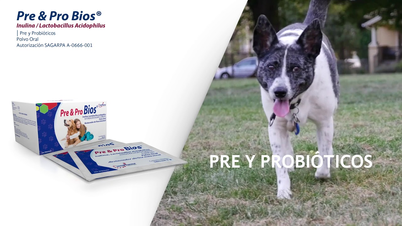 Pre & Pro Bios - YouTube