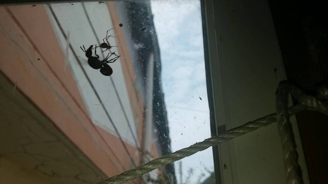 굶주린 거미의 벌 사냥 ~(Spider's hunting method) - YouTube