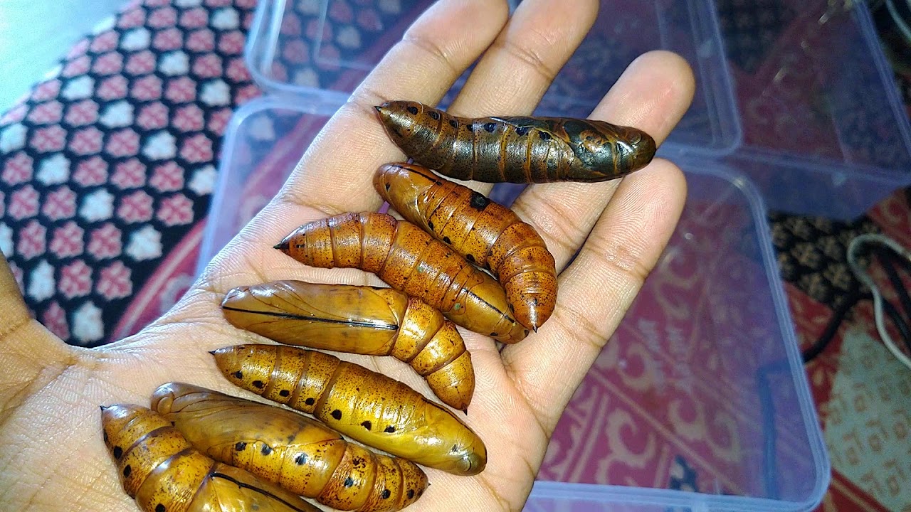 Pupae of oleander hawk moth (Daphnis nerii) Army green moth - YouTube