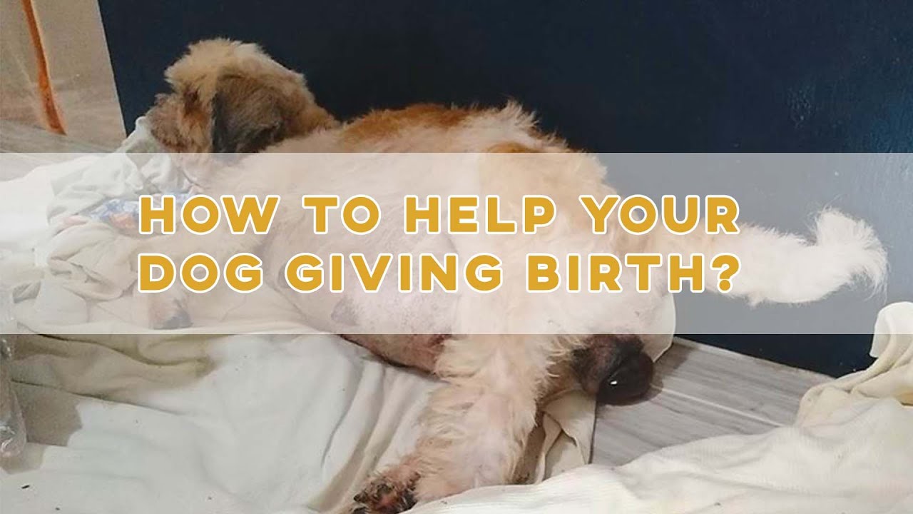 Tips kung Paano Magpaanak ng Alagang Aso sa Inyong Bahay | Dog Giving ...