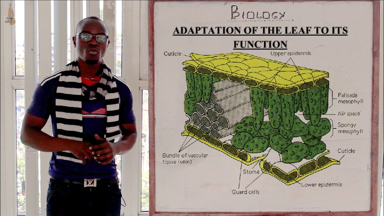 11. The External and Internal Leaf Structure Biology Form 1 - YouTube