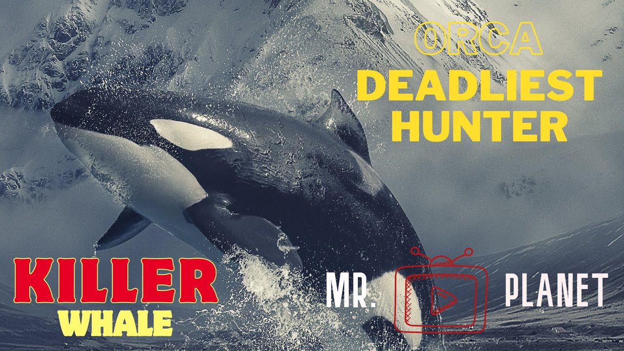 Deadliest Hunters: Orca - YouTube
