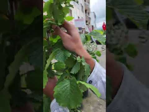 TEK AĞAÇ SİSTEMİ AŞILI FINDIK FİDANI AĞACI CORYLUS COLURNA