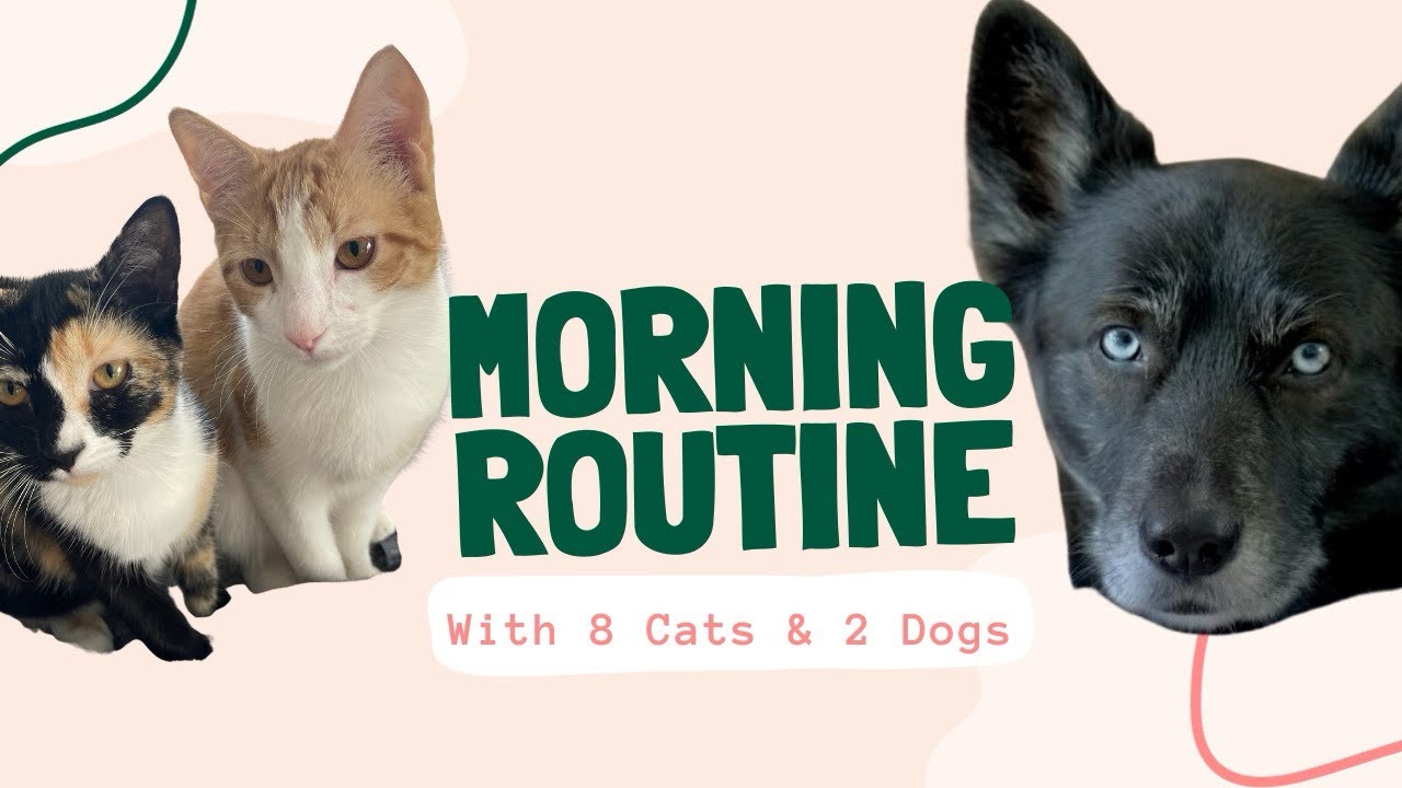 Morning Routine: 8 Cats & 2 Dogs - YouTube