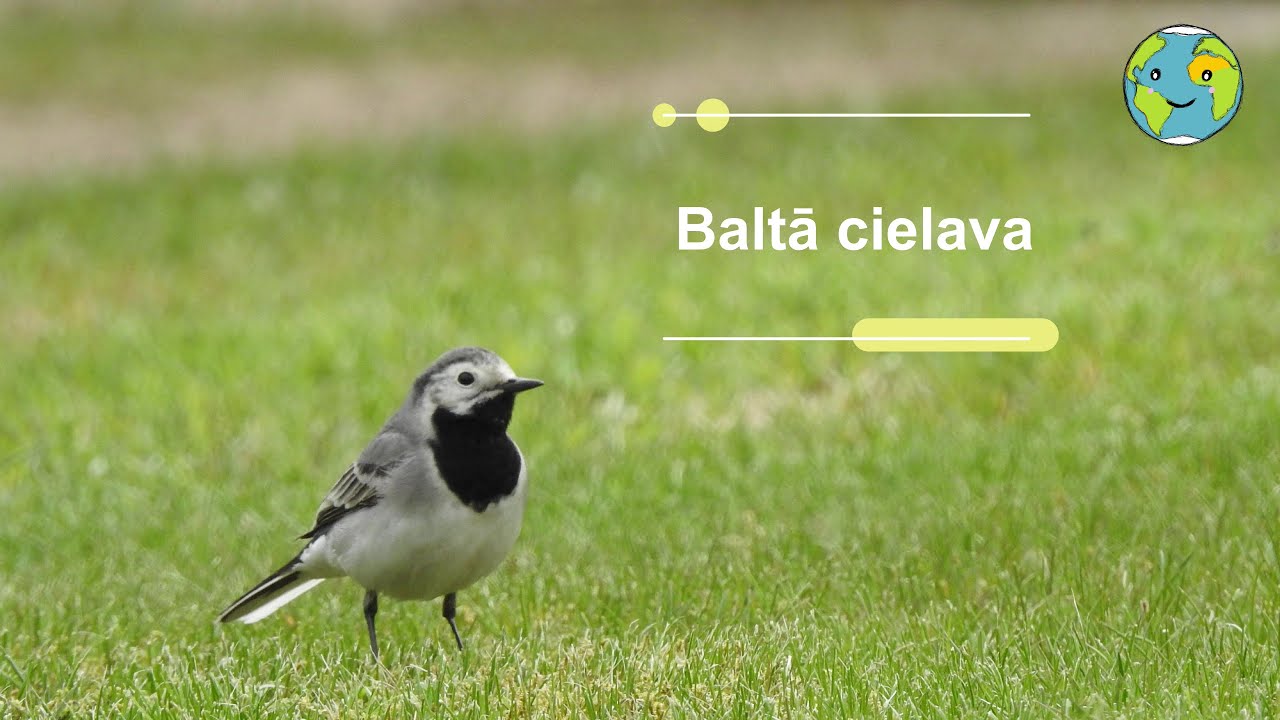 Baltā cielava. Dzejolis bērniem. - YouTube