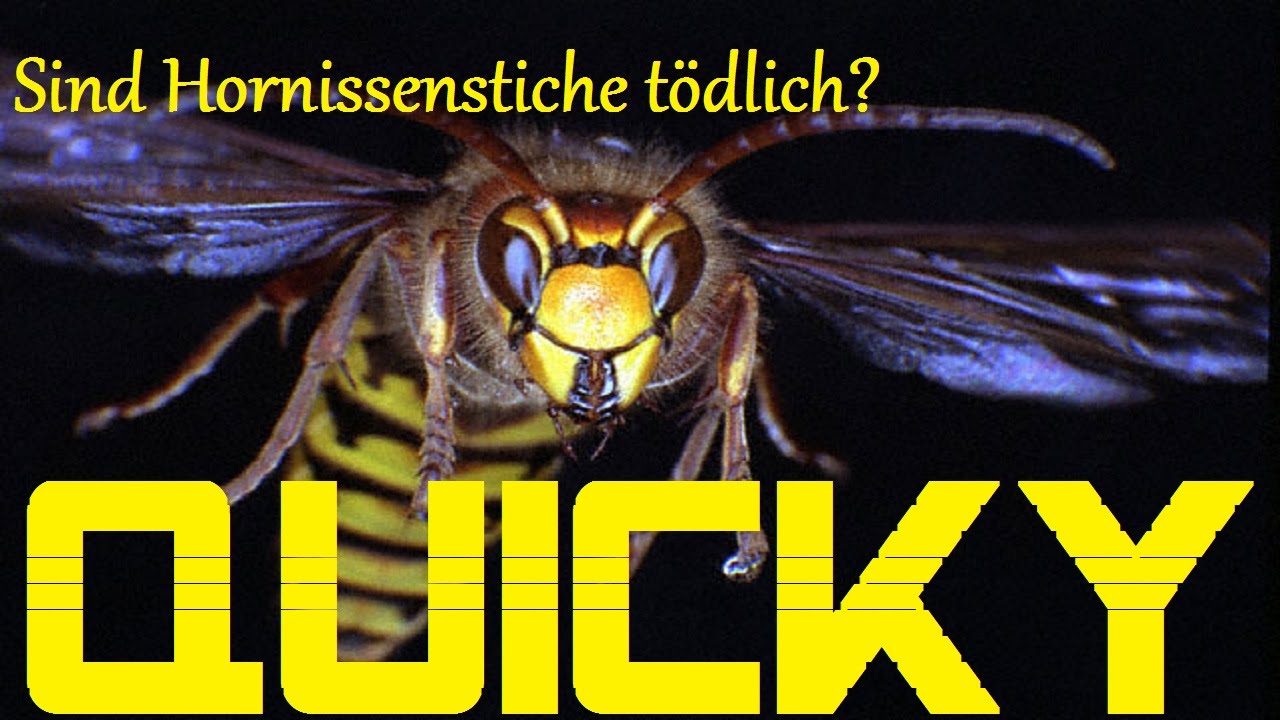 Spannende Wie Viel Hornissenstiche Sind Tãdlich Bild