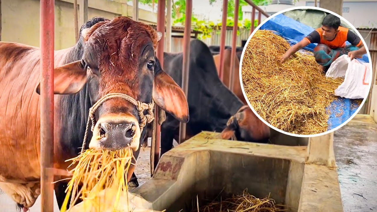 Feeding Molasses The Dairy Cow। Cow Eating Food। Cow Eating Original ...