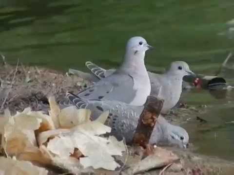 POMBA DE BANDO BEBENDO ÁGUA - YouTube