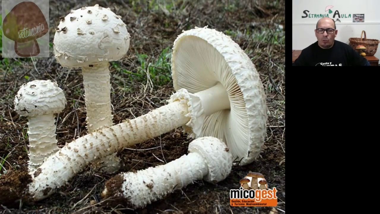 "Iniciación a la Micología: Anillos y Volvas de las Setas, Clase Nº 11 ...
