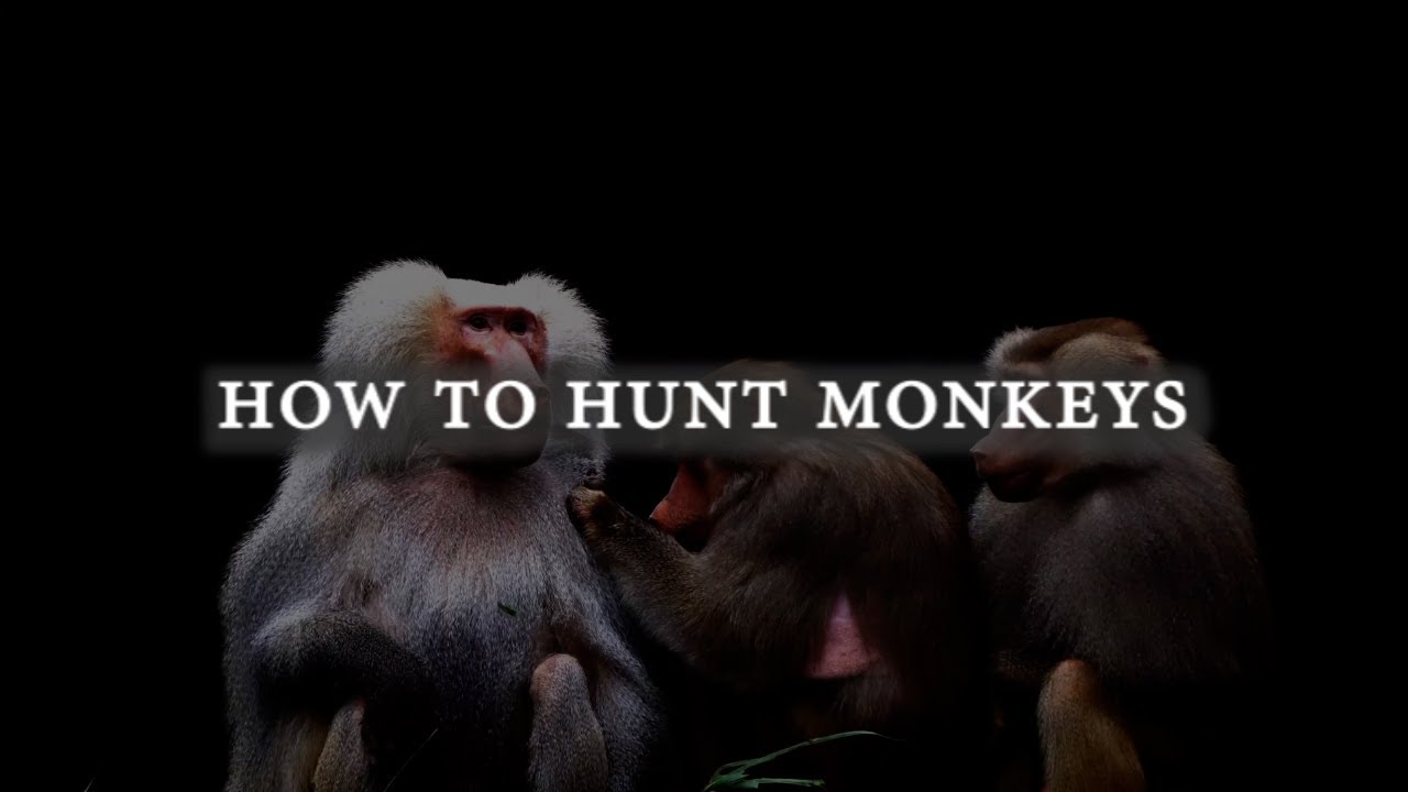 An Inspirational Story How To Hunt Monkeys #inspiration #motivation # ...