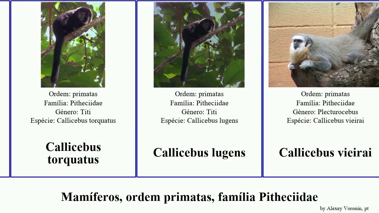 Mamíferos, ordem primatas, família Pitheciidae primate order primate ...