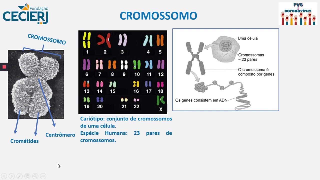 Estrutura dos Cromossomos - YouTube