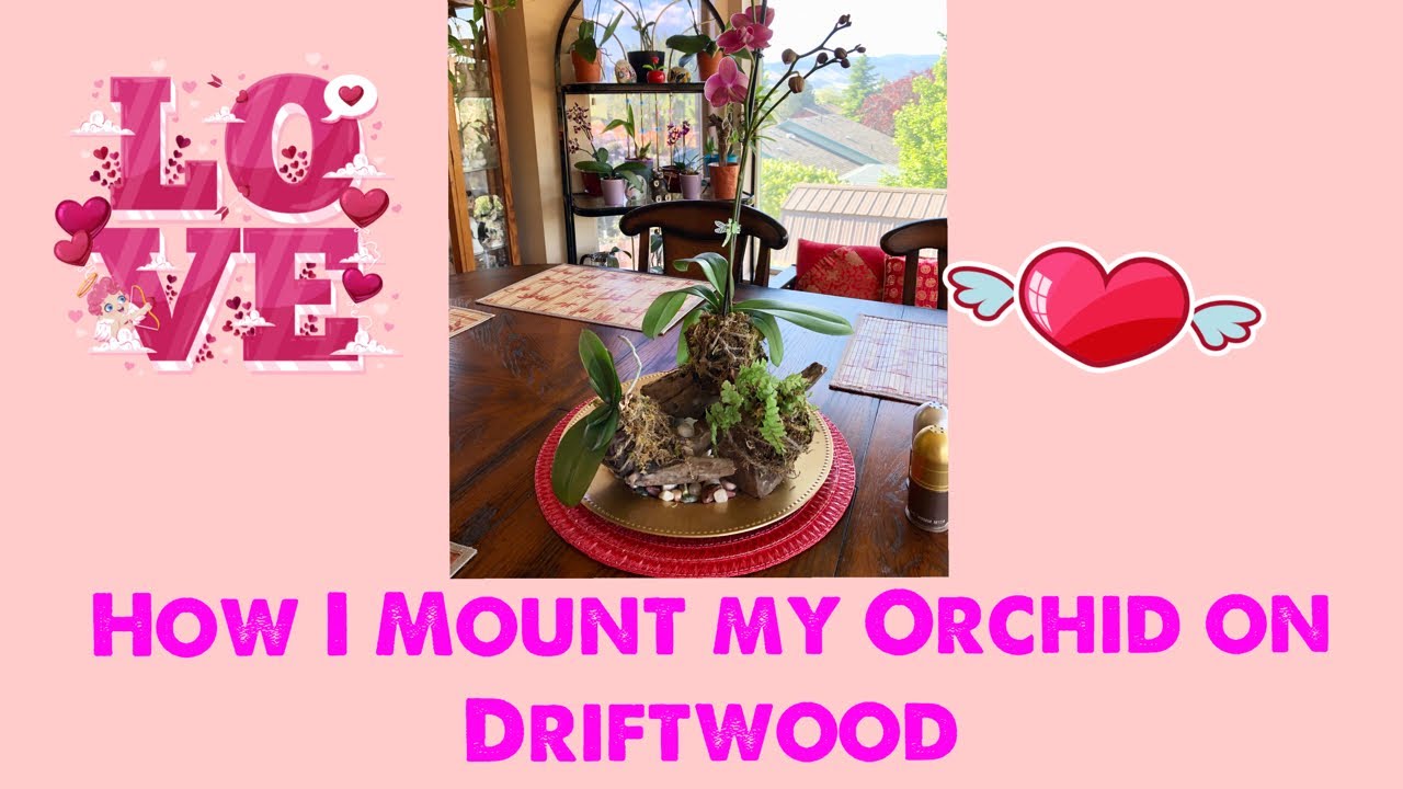 How I mount my Orchid on Driftwood - YouTube
