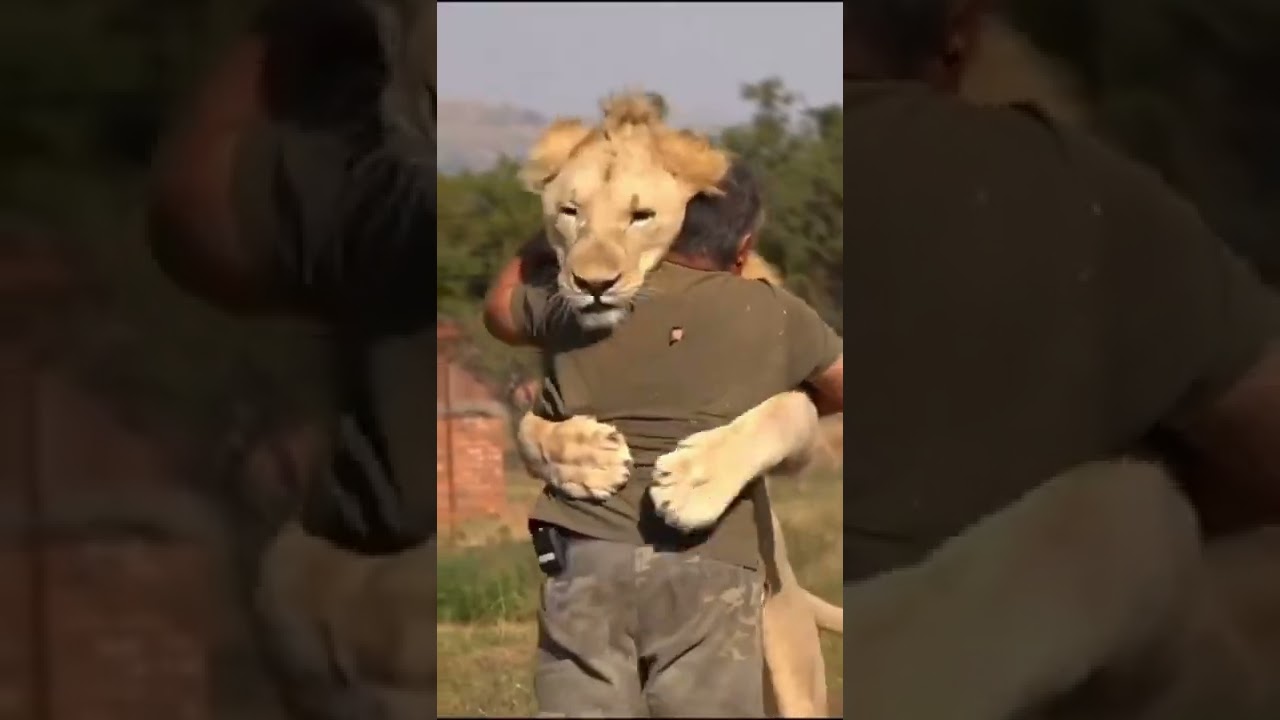 Lion Hug - YouTube