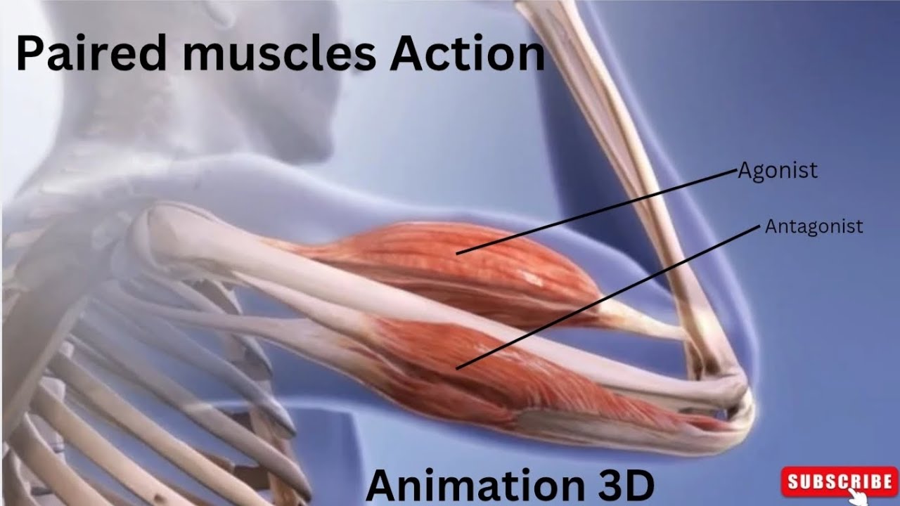 Paired Muscle Action Explained | Agonist Antagonist Muscles | 3D ...