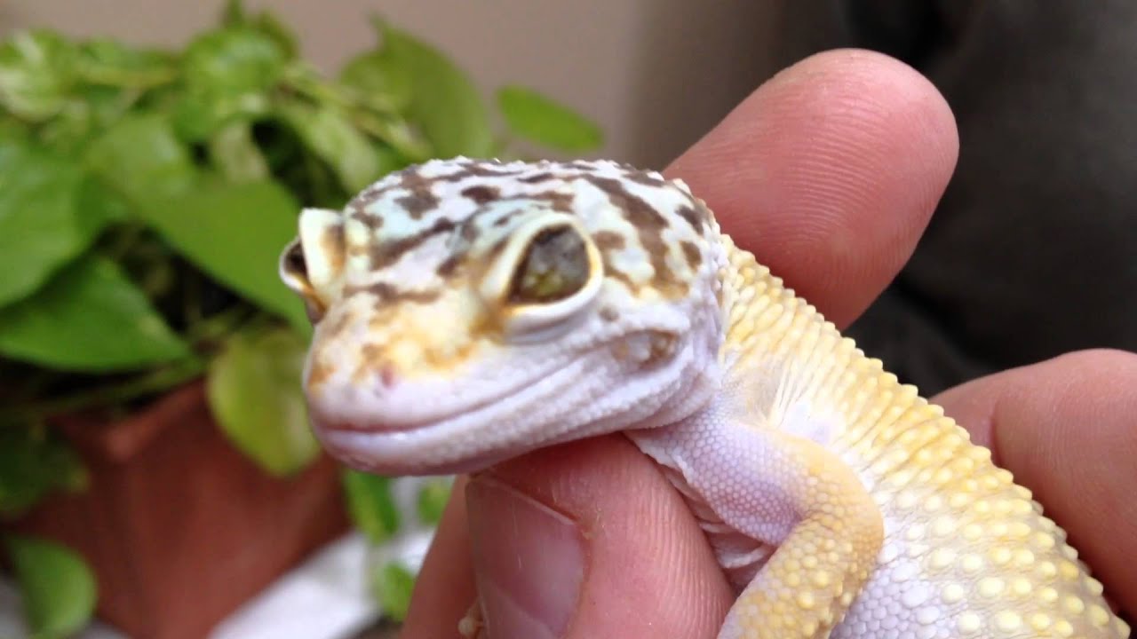 Leopard Gecko Eye Problems