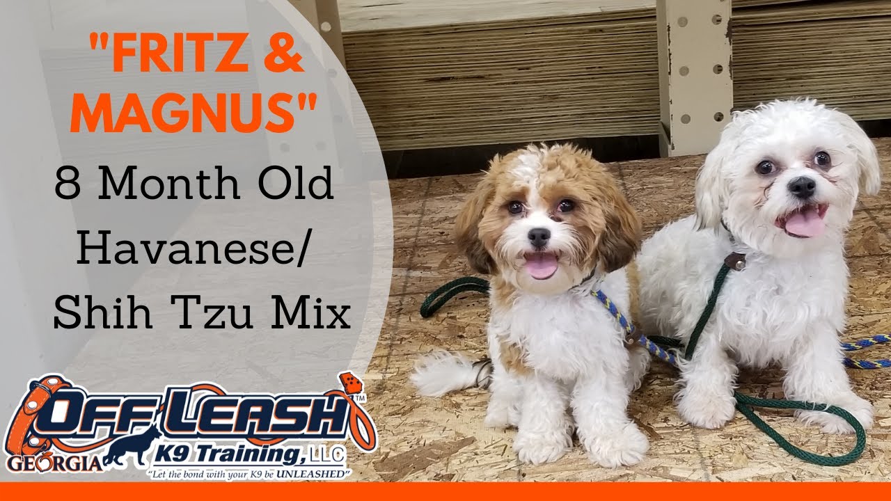 Magnus & Fitz | 8 Month Old Havanese/Shih Tzu Mixes | Off Leash K9 ...