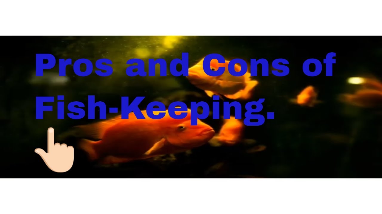 Pros and Cons of Fish-Keeping. ||| Aqua Love ||||| #Fish-Keeping - YouTube