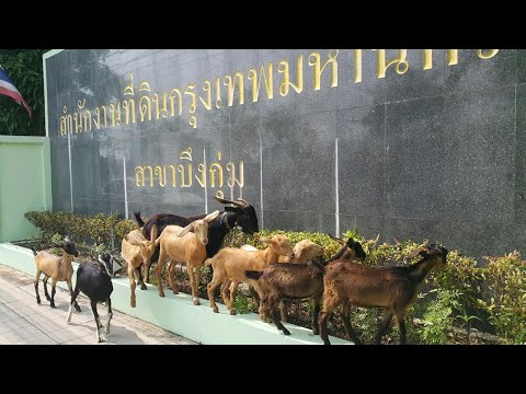 แพะบุกสำนักงานที่ดินบึงกุ่ม แพะในกรุงเทพ Goat in Bangkok Thailand