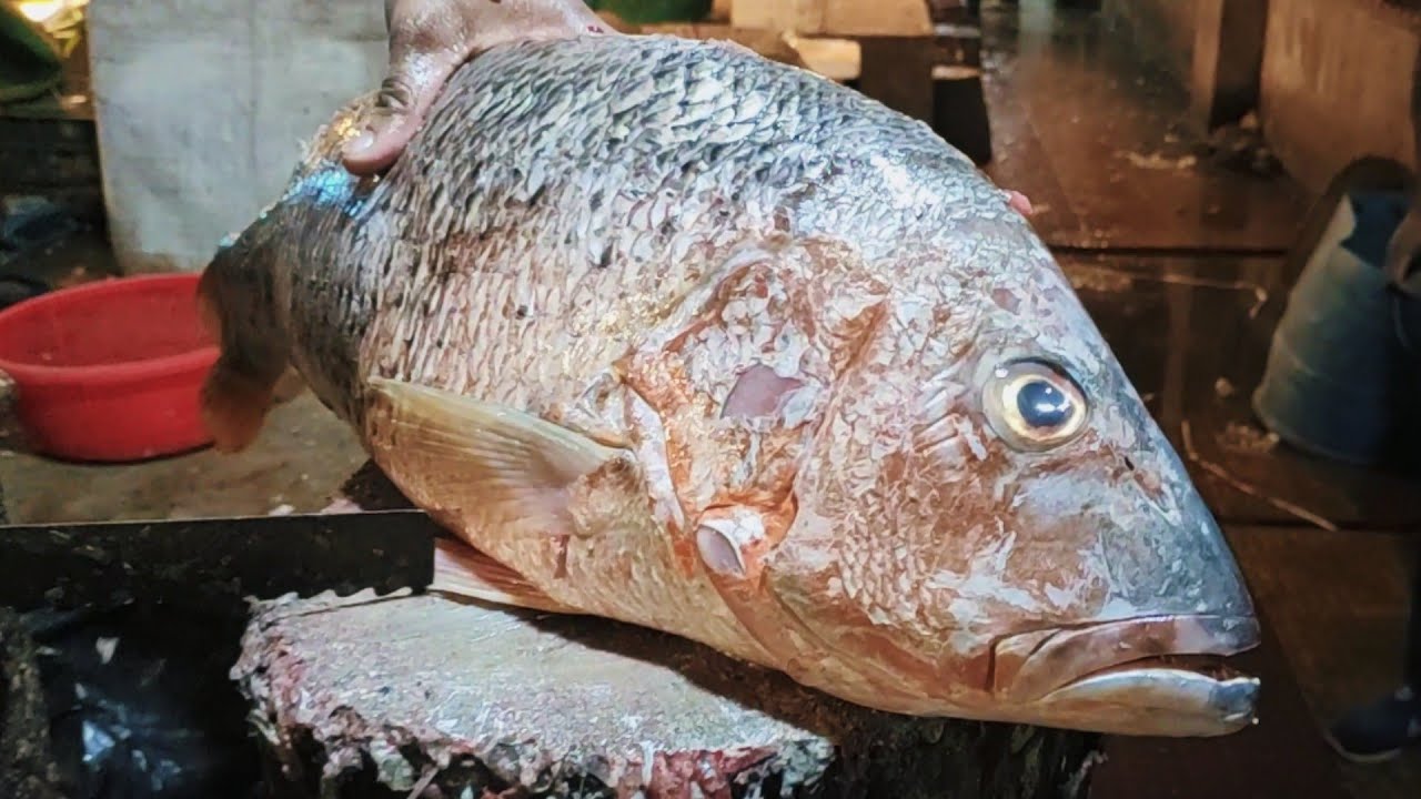 Amazing Big Red Snapper Fish Cutting By Bangladeshi Expert Fish Cutter ...