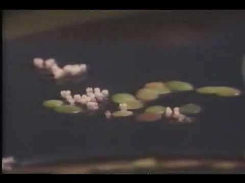 Sexual Encounters of the Floral Kind - 05 Water Plant Reproduction ...