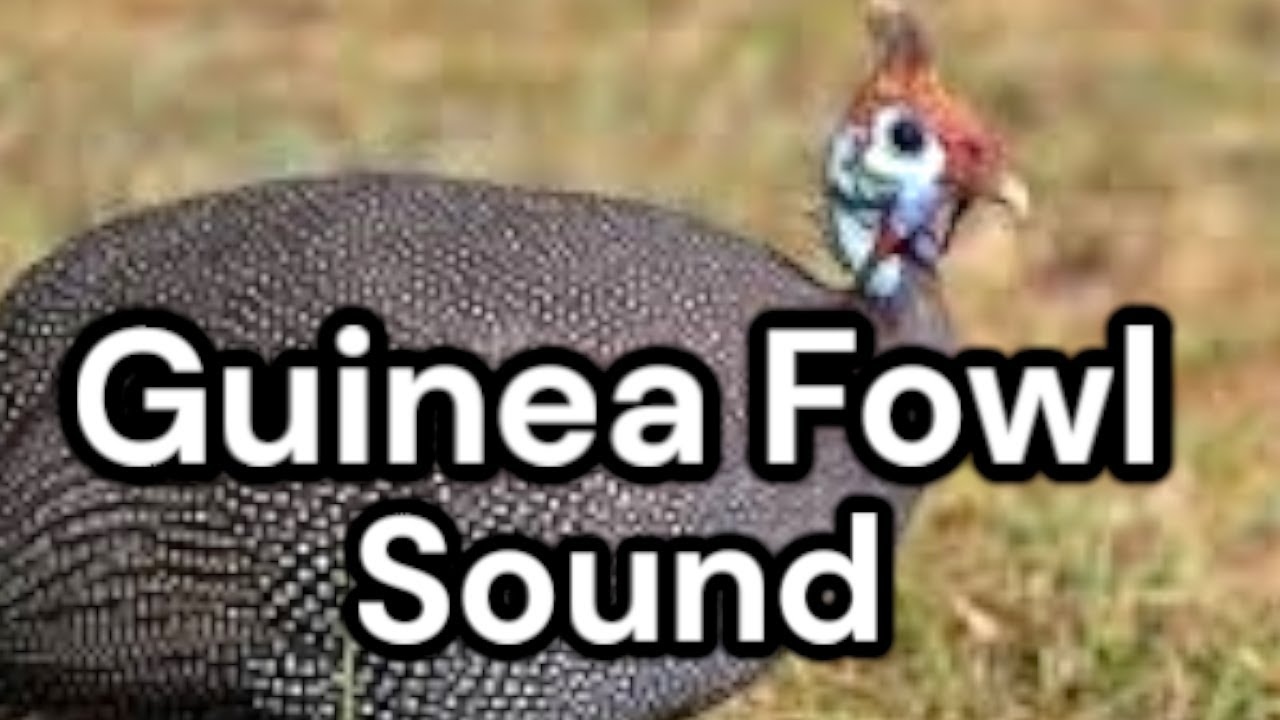 Guinea Fowl Sound NOISY BIRDS Guineafowl - YouTube