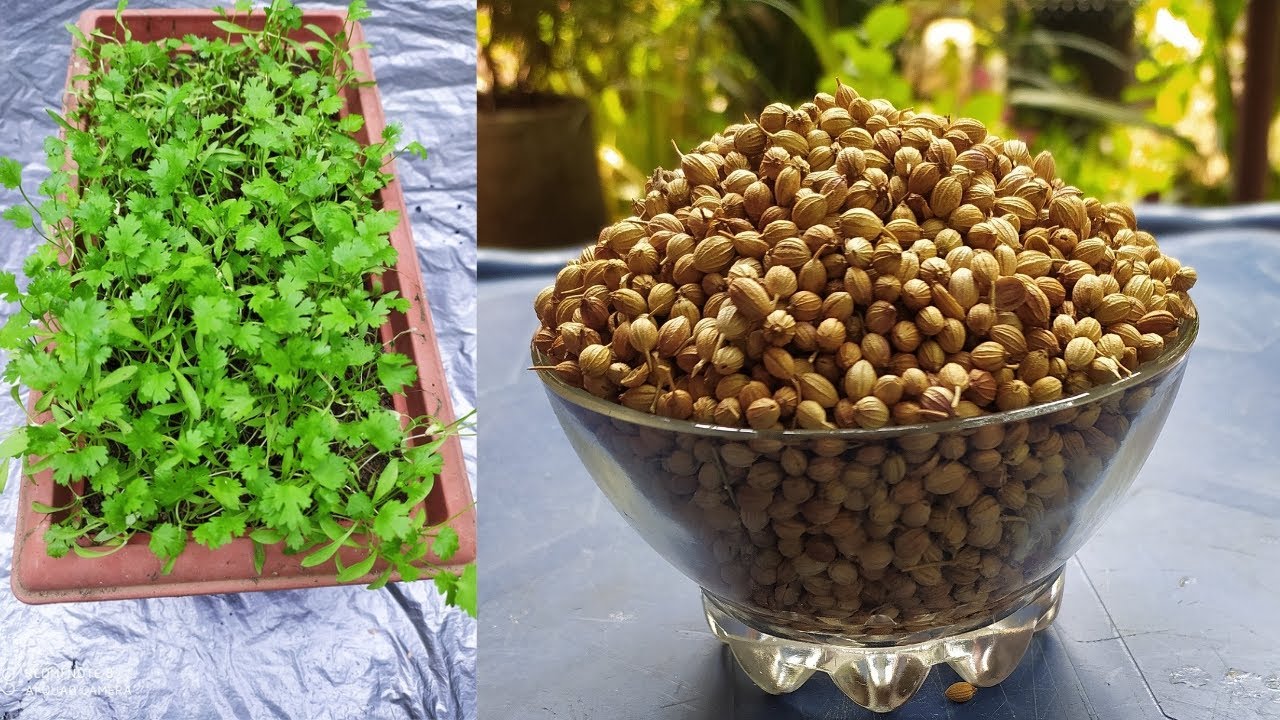How To Grow Coriander At Home | Organic Malliyila - YouTube