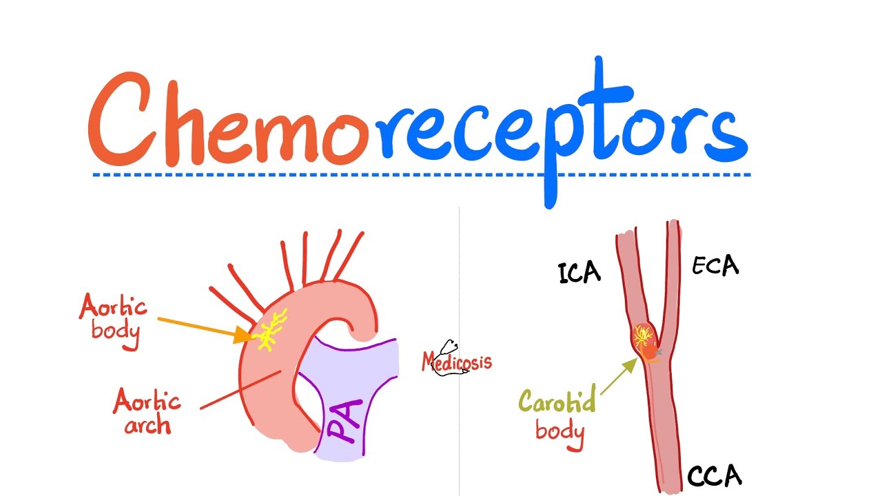 Chemoreceptors, Baroreceptors, Cerebral Blood Flow (CBF) - Hypoxia ...