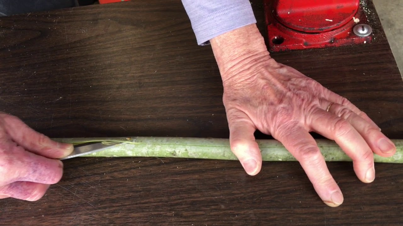 peeling willow bark - YouTube