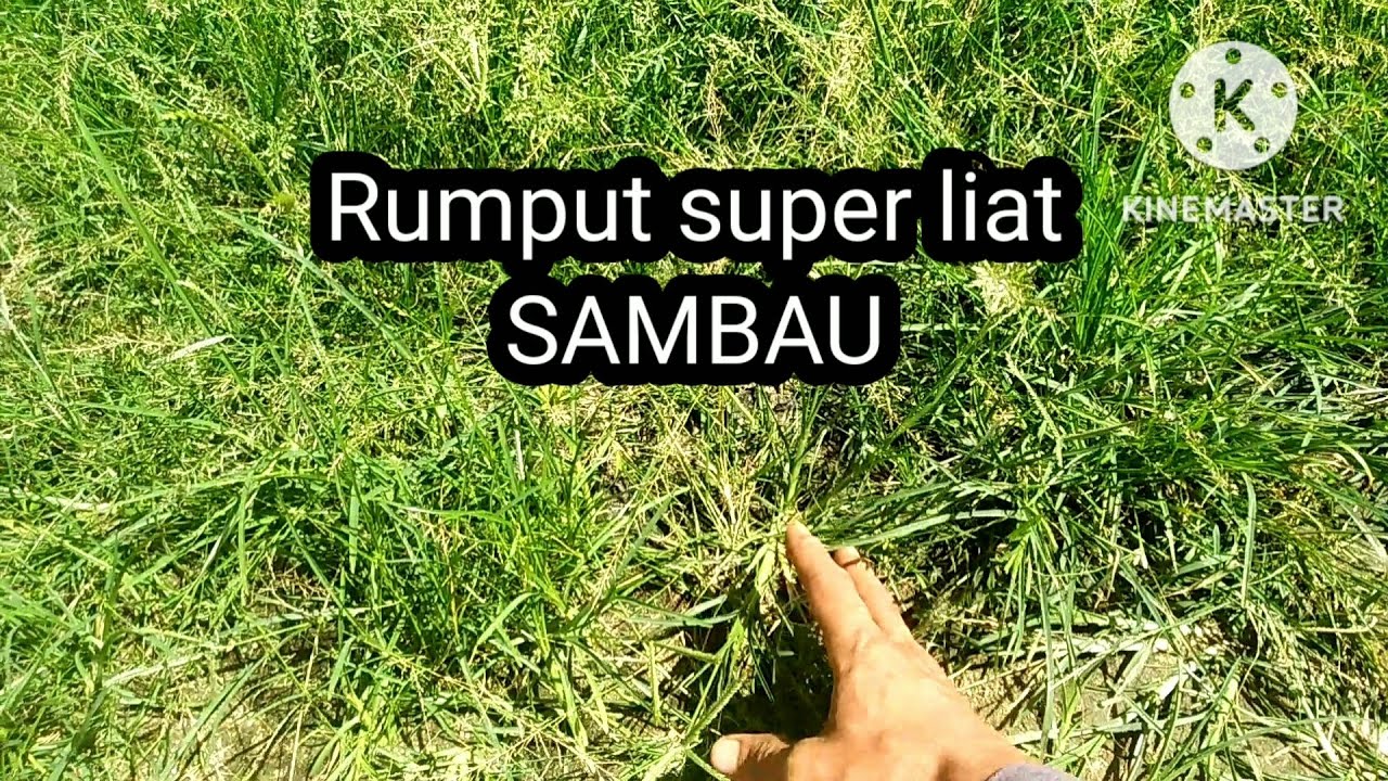 HIACE HT-358 vs SAMBAU - YouTube