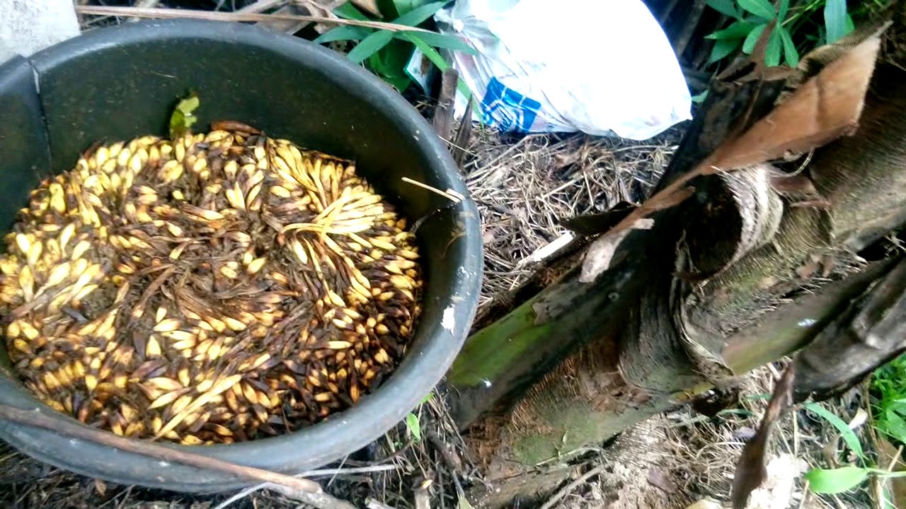 BIOTONG BSF. PANTANG BELI TELOR ATAU PUPA BSF - YouTube