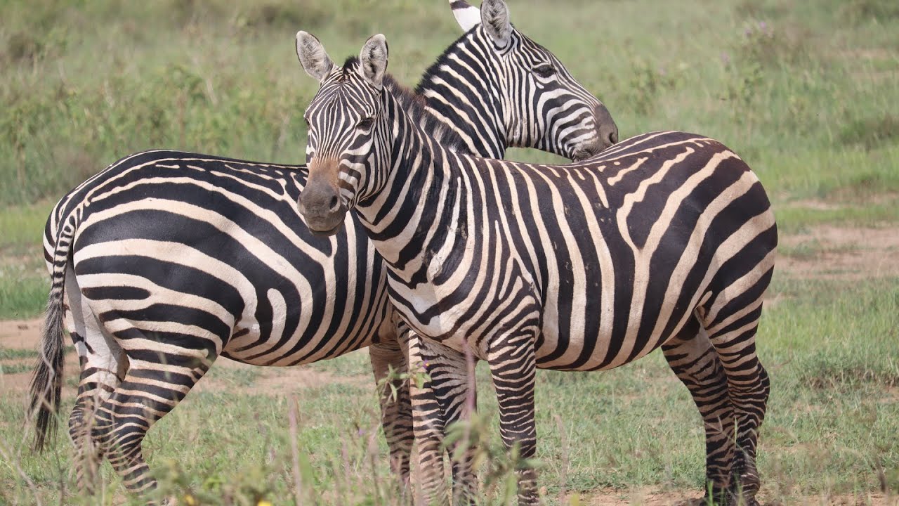 Part 2 Top 50 incredible facts about zebra - YouTube