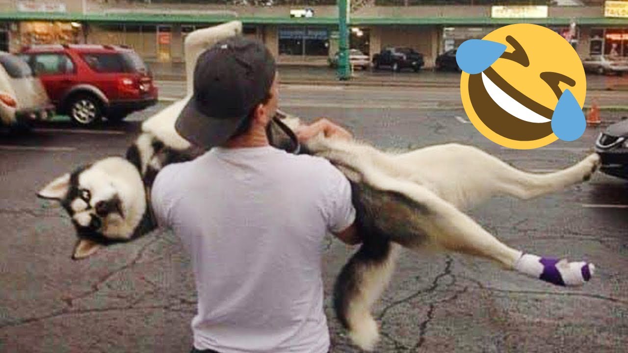 Funny DOG Fails 🐕 Funny DOG Videos | Best Of The Month🤣 #18 - YouTube