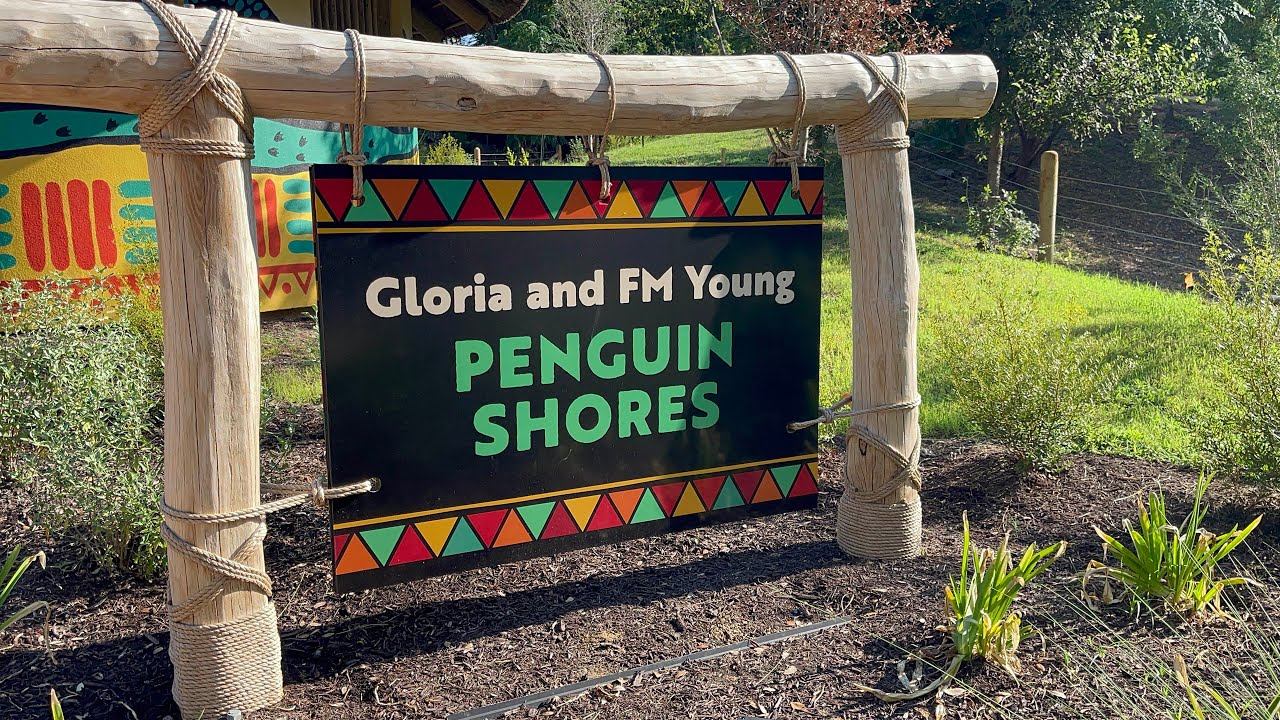 Brand New 2024 Penguin Shores at Cameron Park Zoo in Waco Texas - YouTube
