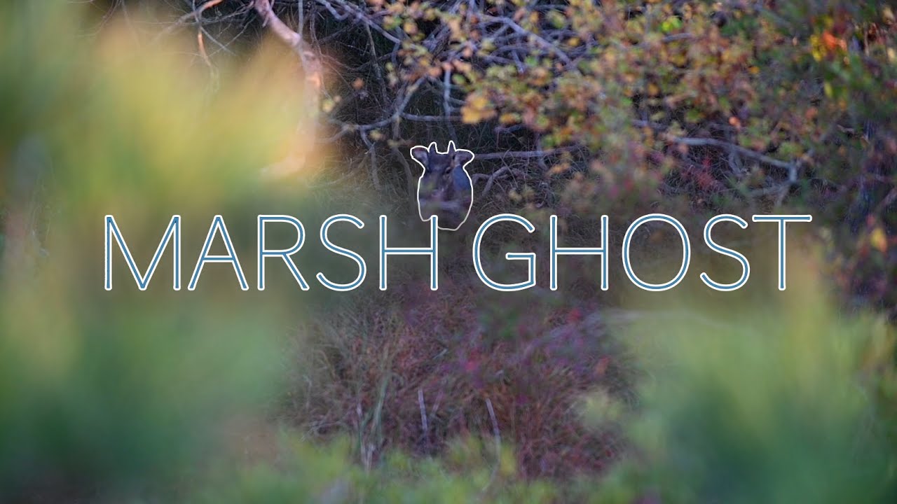 "Marsh Ghosts"-Sika Deer hunt- Traditional Bowhunting Film - YouTube