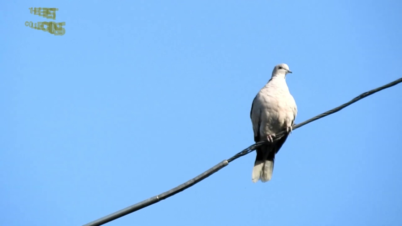 Wildlife near you 5: Cuckoos in love...(Cuộc sống hoang dã bên cạnh bạn ...