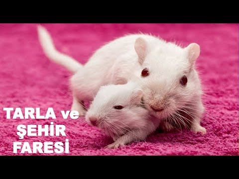 Sesli Masallar - Tarla Faresi ve Şehir Faresi