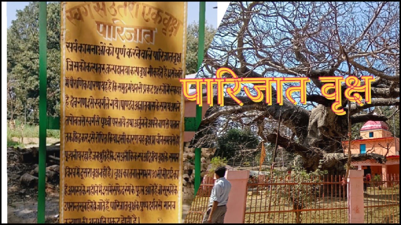द्वापर युग में स्वर्ग से लाया गया पारिजात वृक्ष | Barabanki ...