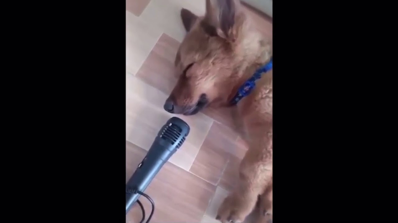 Dog sleeping with autotune - YouTube