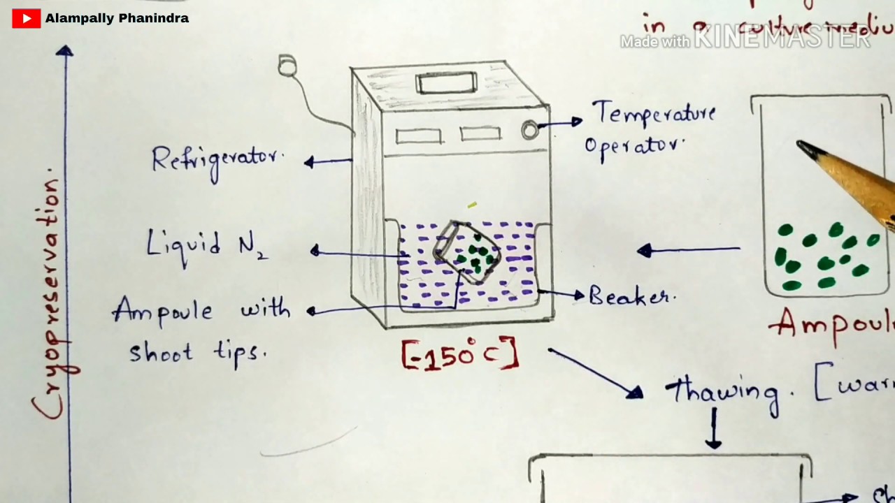 Cryopreservation technique with notes | Diagrammatic procedure ...