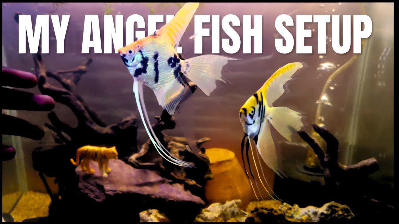 My angel fish aquarium setup 😇🐠🐟 #angel #angelfish #angelfishtank - YouTube