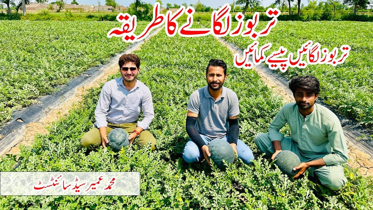 Watermelon | production technology of watermelon | تربوز کی کاشت ...