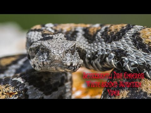 Montivipera albizona / Beyazbantlı Dağ Engereği / White-banded Mountain Viper