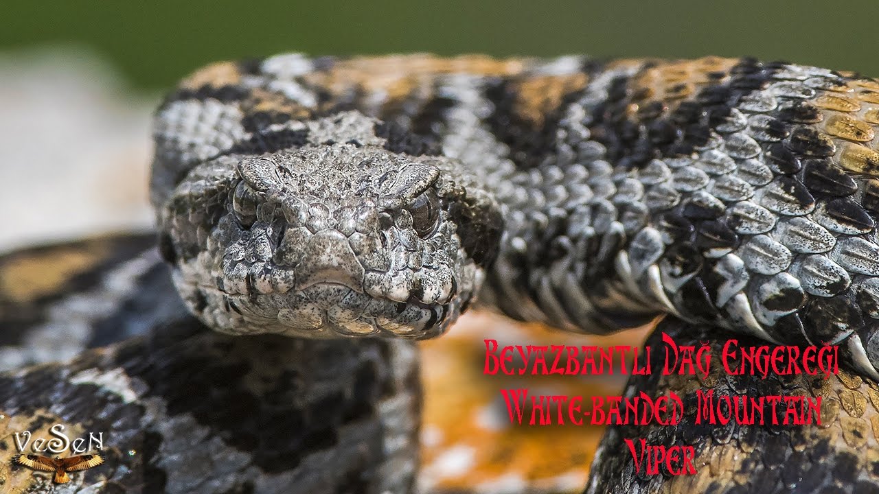 Montivipera albizona / Beyazbantlı Dağ Engereği / White-banded Mountain ...