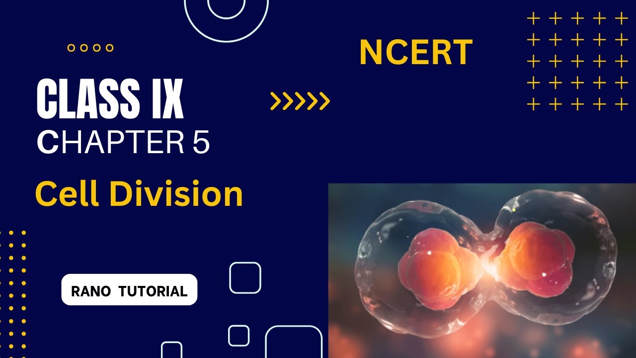 Cell Division Made Easy: Mitosis & Meiosis Explained Step-by-Step ...